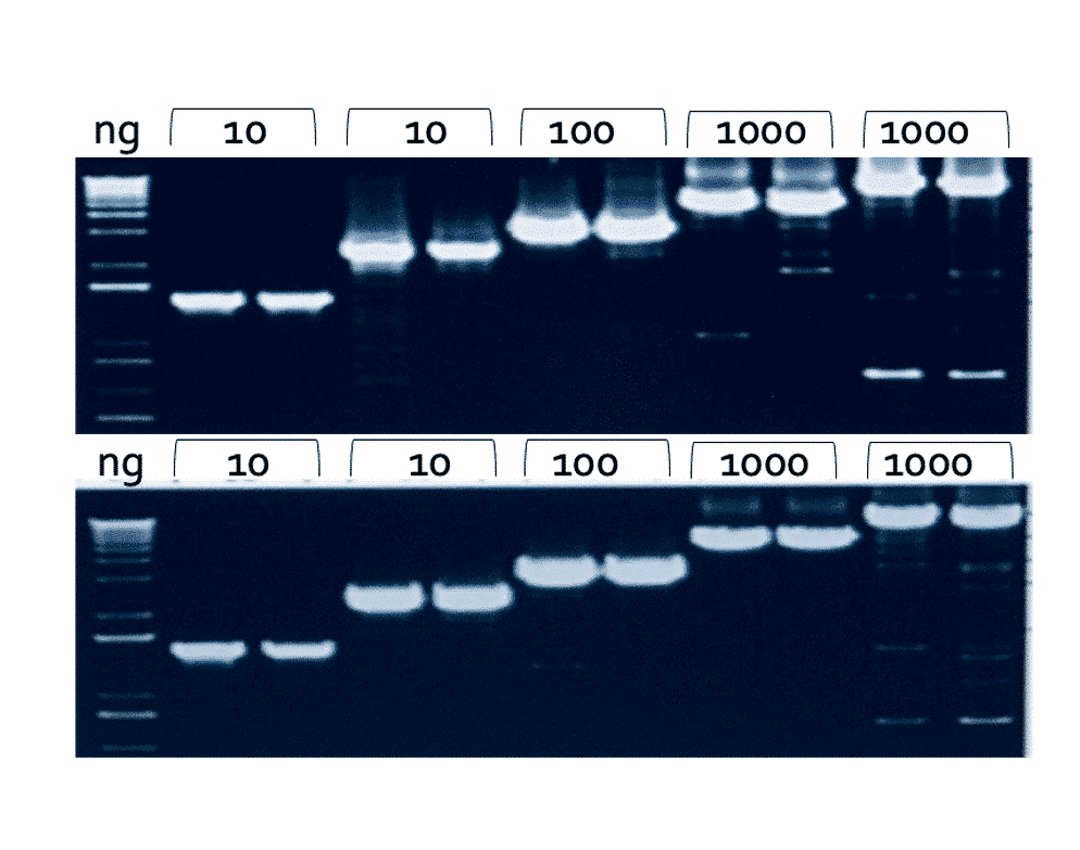 Express 1st Strand cDNA Synthesis | RNA naar cDNA | Inacom